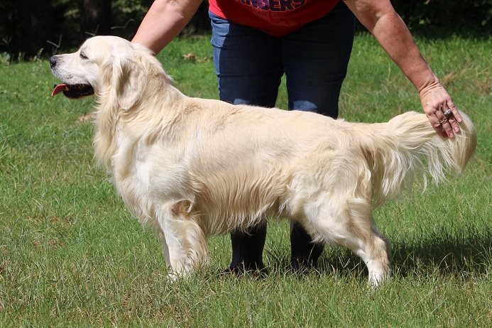 Jack – Millennium Golden Retrievers